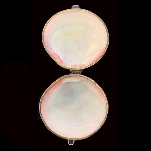 Vintage Clam Shell and Brass Coin Change Purse – Amusespot